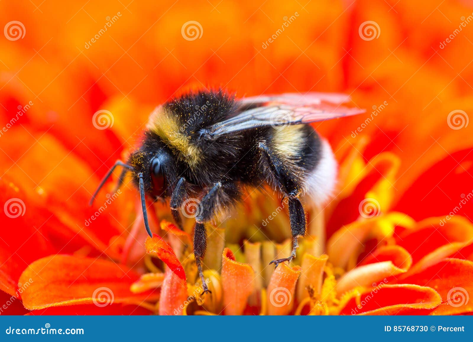 Bourdon Sur La Fleur Rouge, Macro Tir Photo stock - Image du beau ...