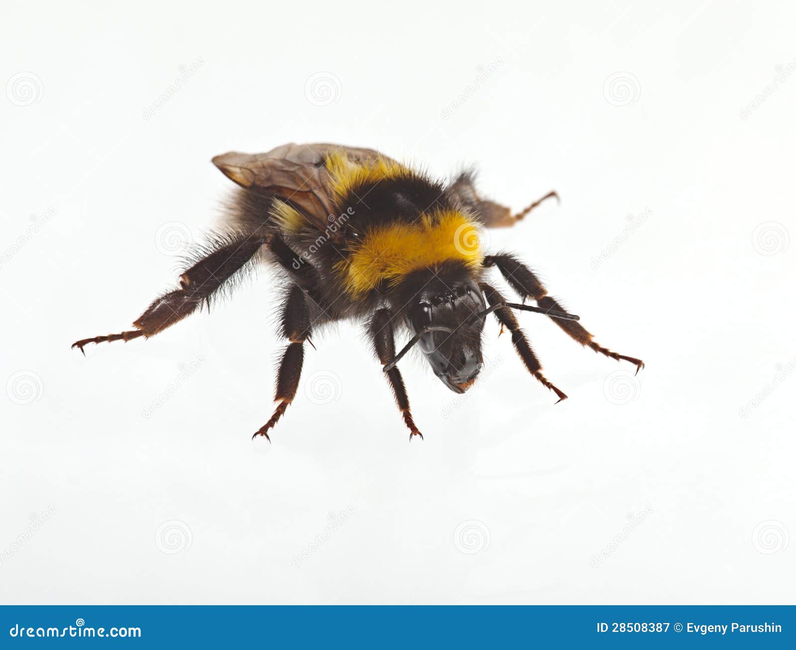 Bourdon sur le blanc image stock. Image du noir, animal - 28508387