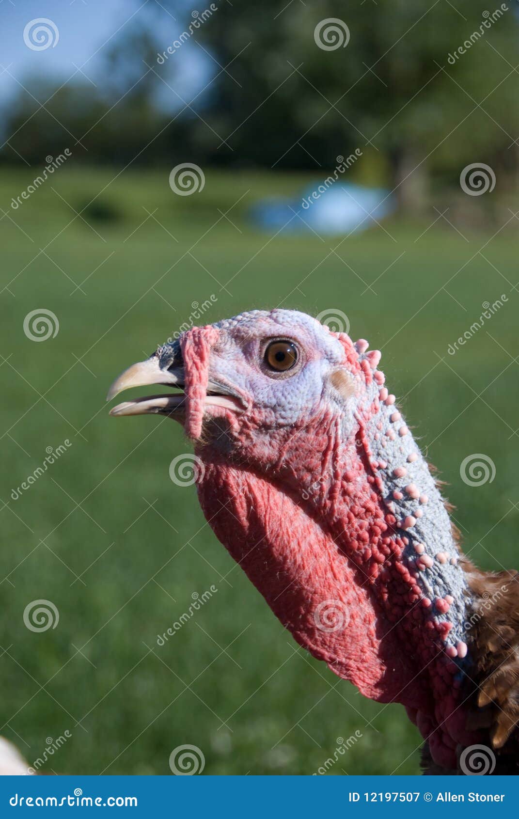 Bourgen red turkey head stock image. Image of nature - 12197507