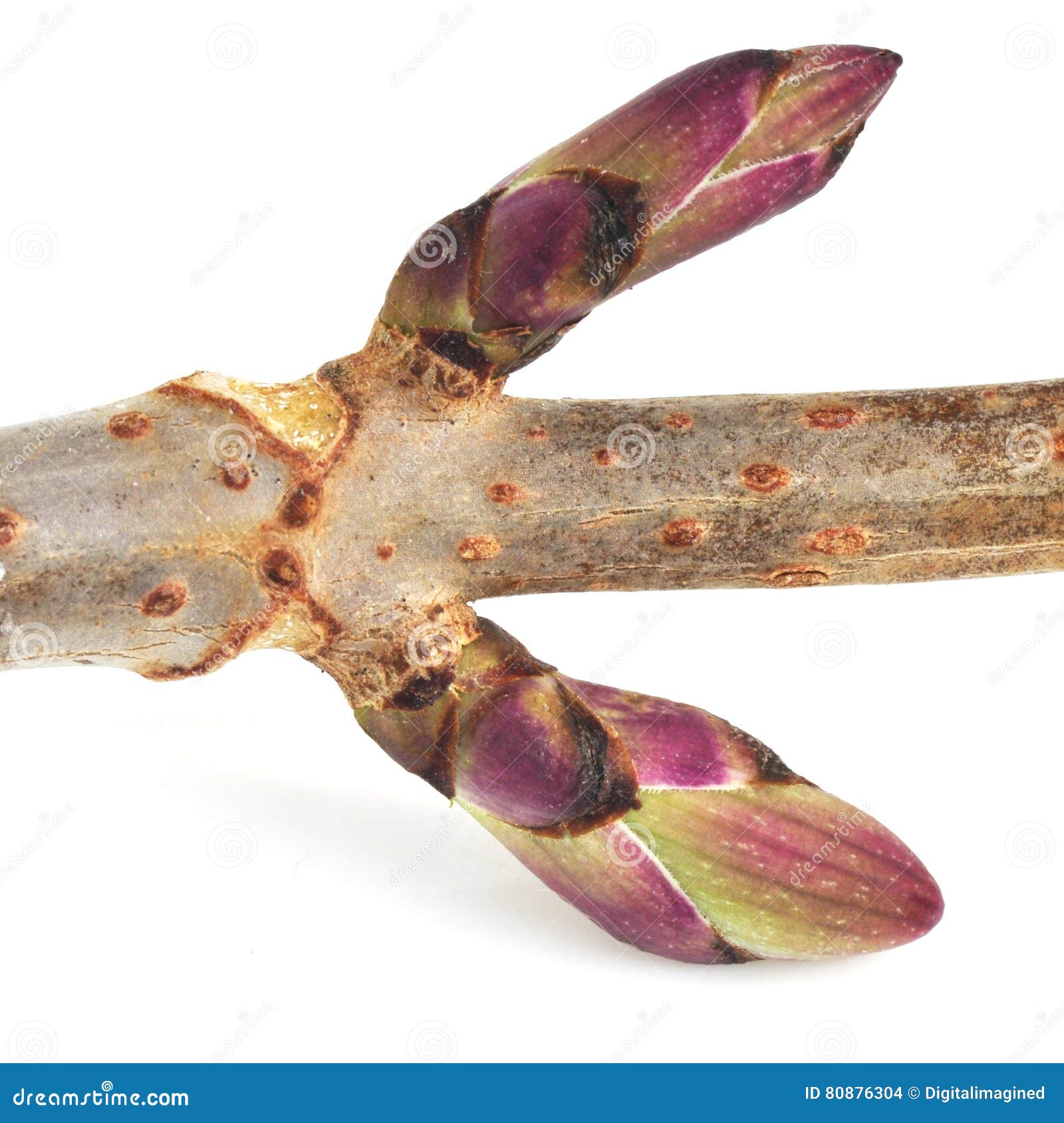 Bourgeon D'arbre De Baie De Sureau Photo stock - Image du accroissement ...