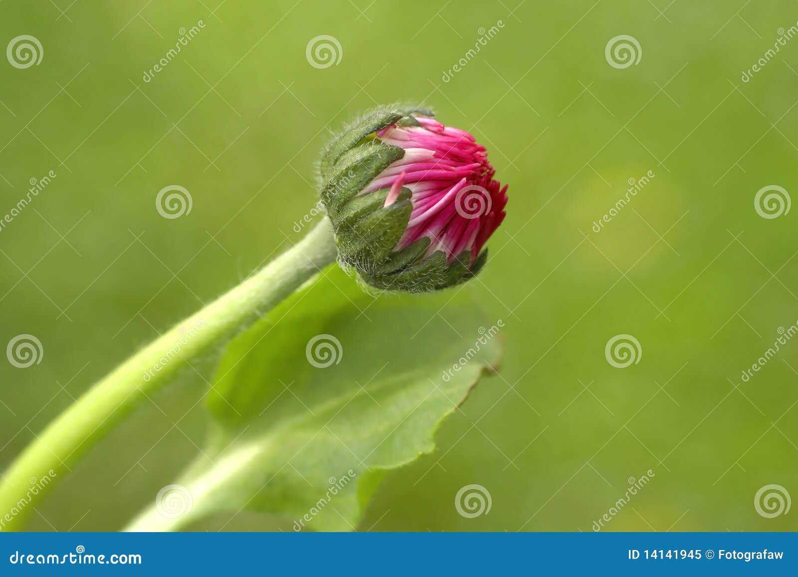 Bourgeon de la marguerite image stock. Image du accroissement - 14141945