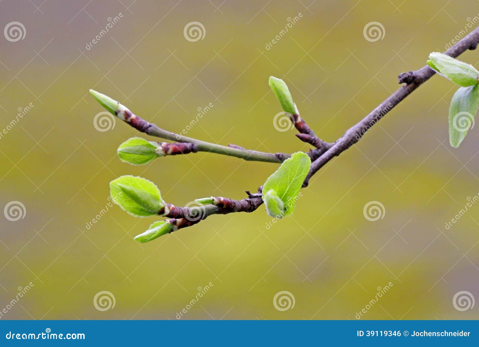 Bourgeons D'un Arbre Dans Le Printemps Photo stock - Image du beau ...