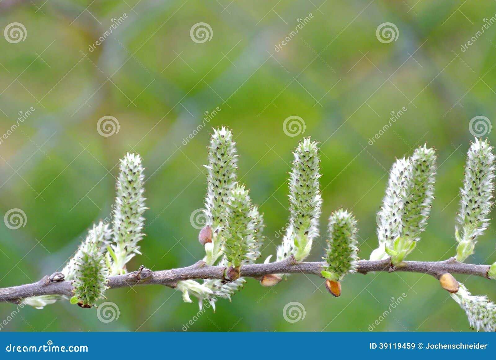 Bourgeons D'un Arbre Dans Le Printemps Image stock - Image du vert ...