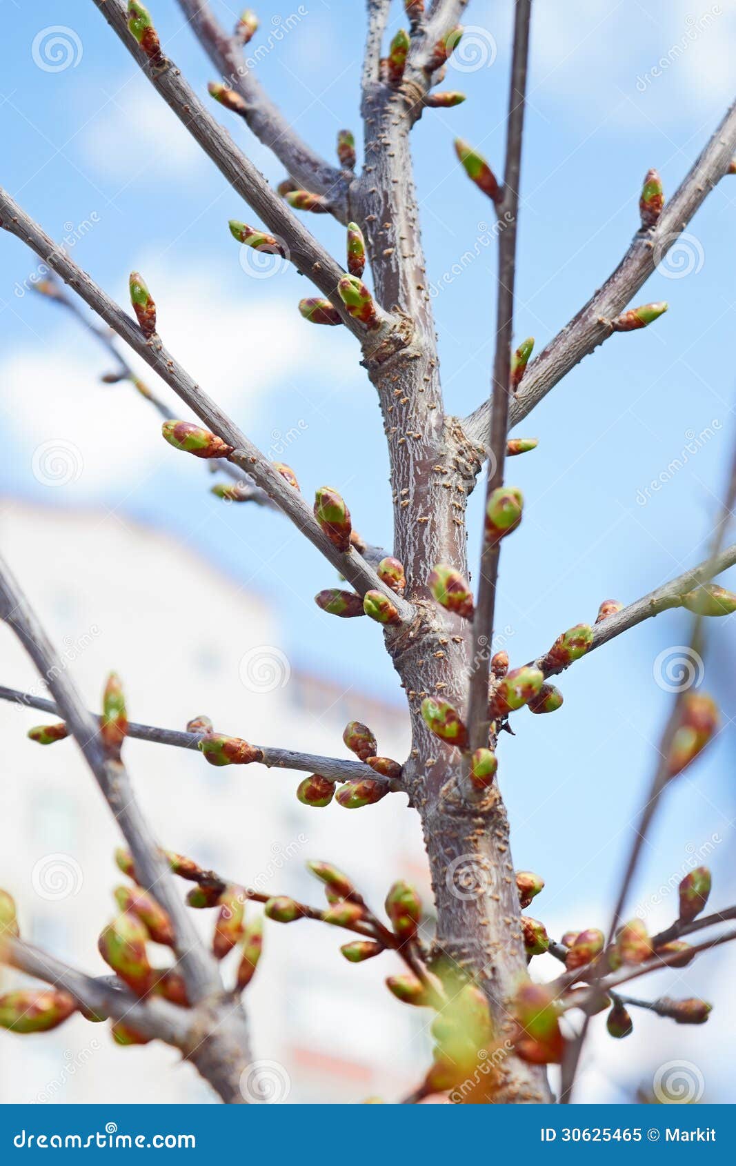Bourgeons De Cerisier Dans Le Printemps Image stock - Image of cerise ...