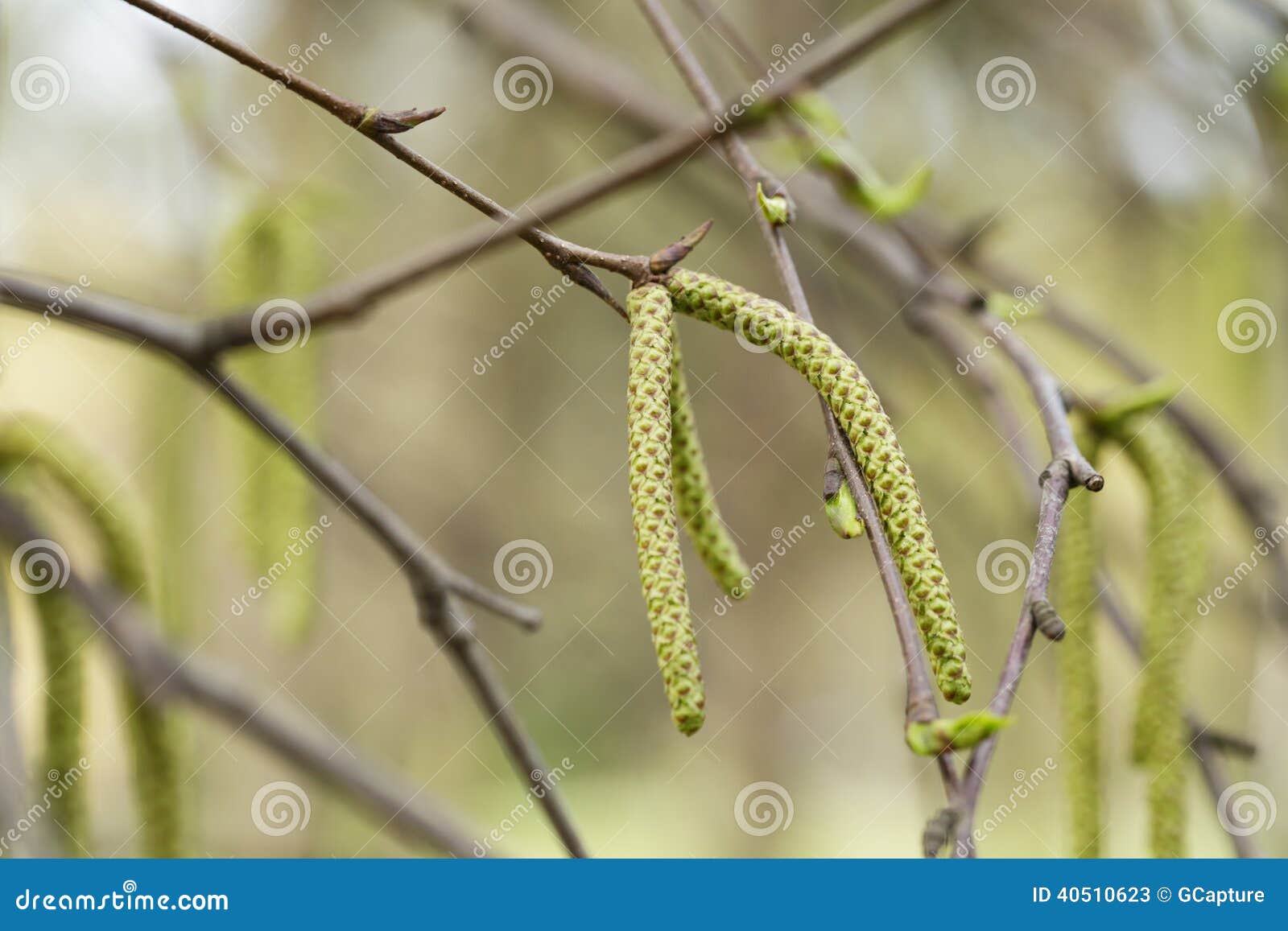 Bourgeons De Chatons De Bouleau Sur L'arbre Image stock - Image du ...