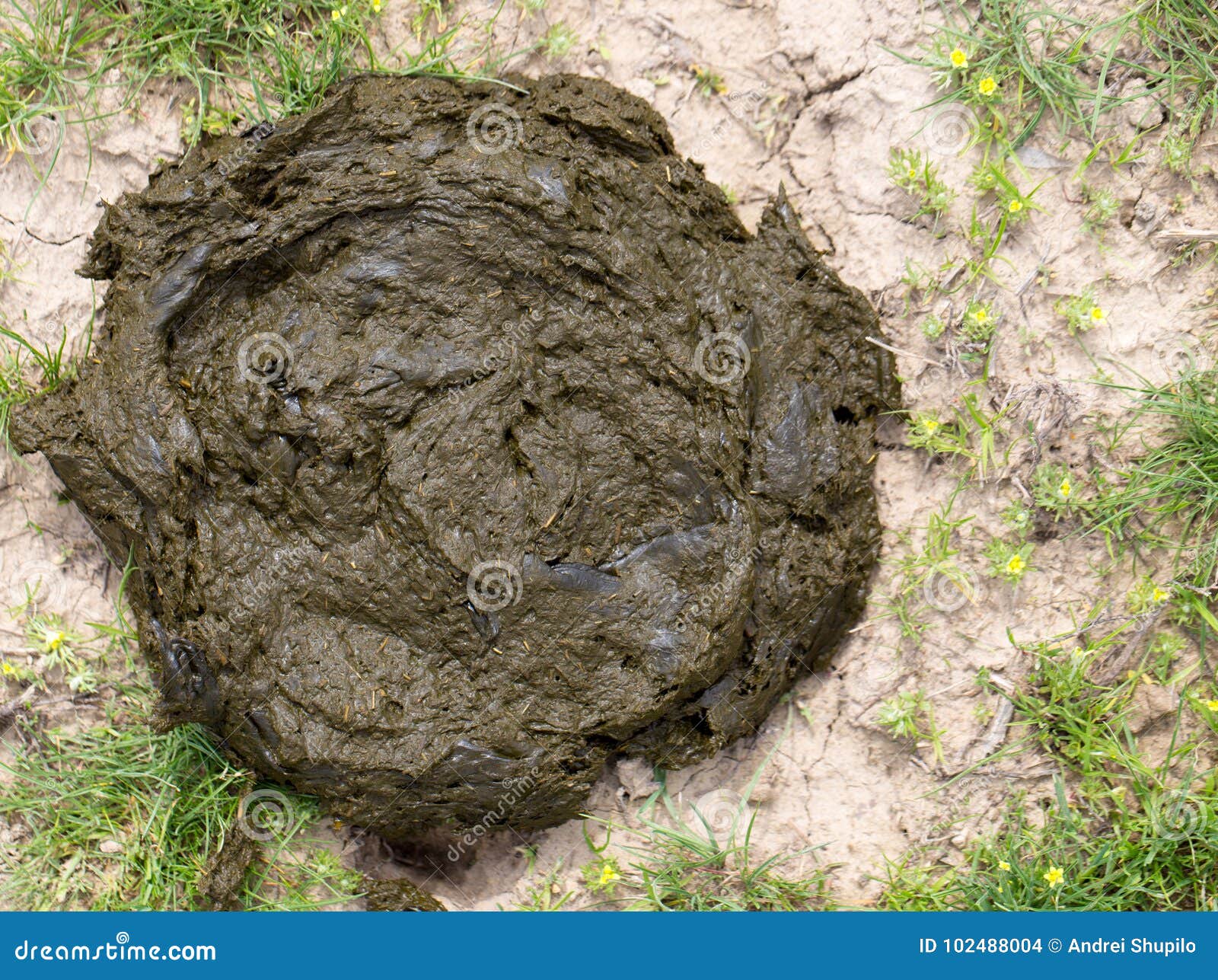 Bouse de vache photo stock. Image du organique, engrais - 102488004