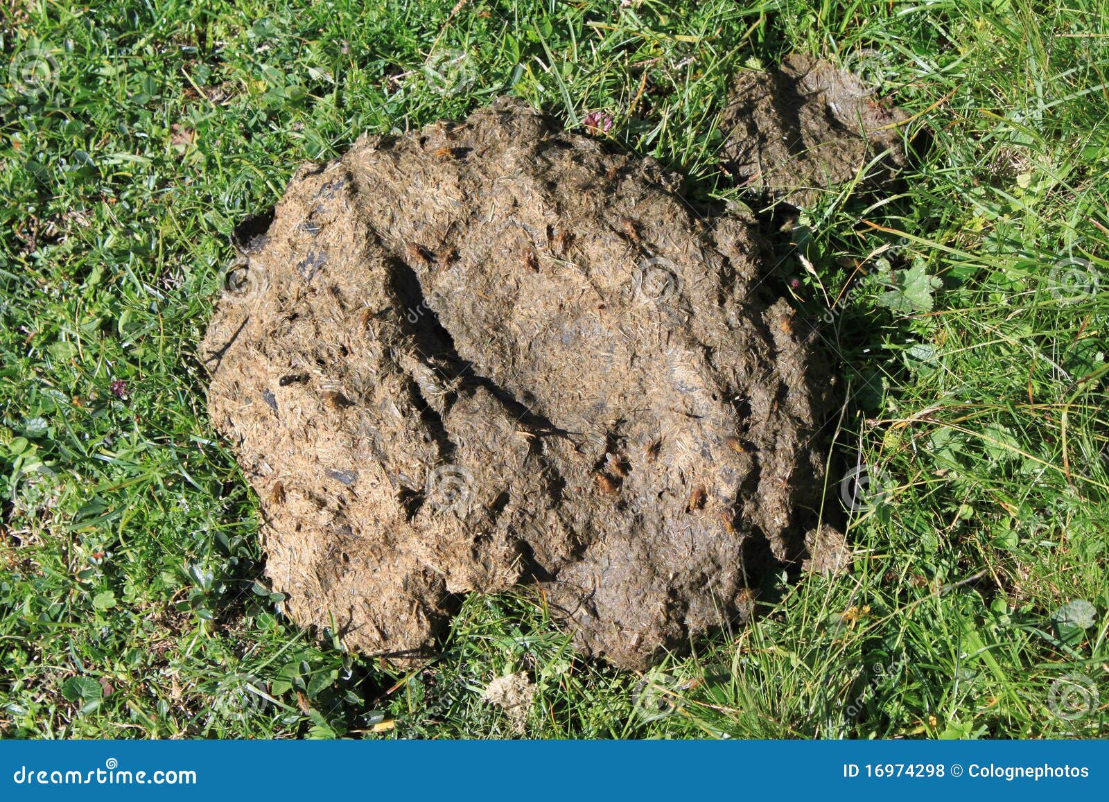 Bouse de vache photo stock. Image du perte, champs, animal - 16974298