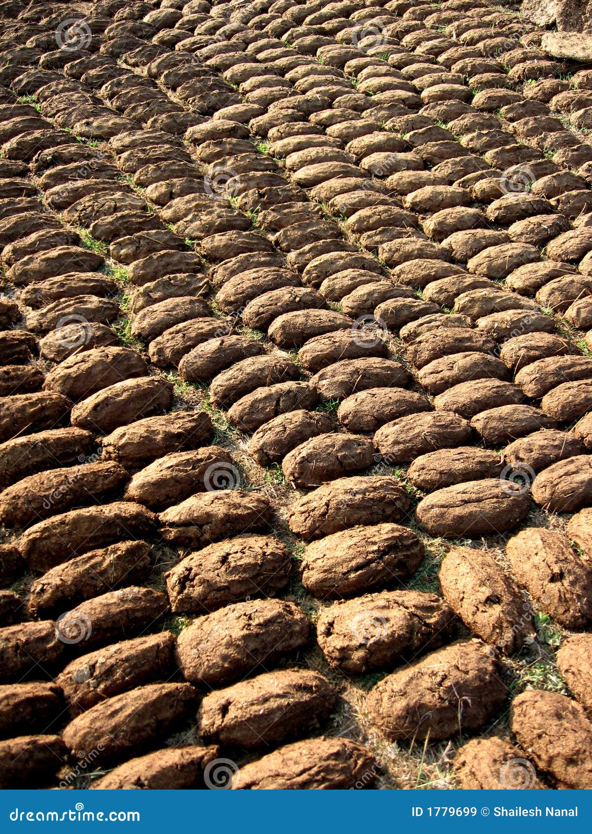 Bouse De Vache Images libres de droits - Image: 1779699