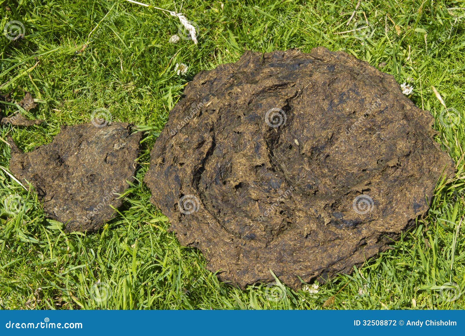 Bouse de vache photo stock. Image du herbe, mouches, décomposition ...