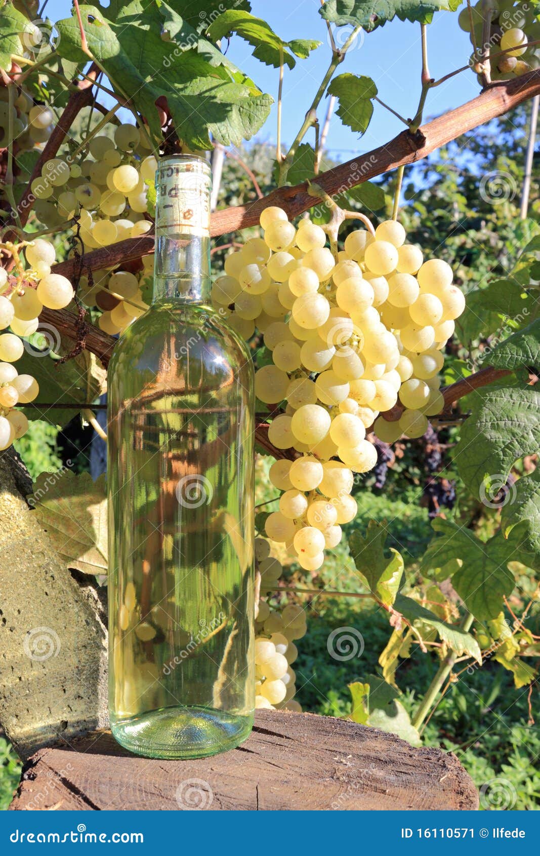 Bouteille de vin et vigne image stock. Image of moisson - 16110571