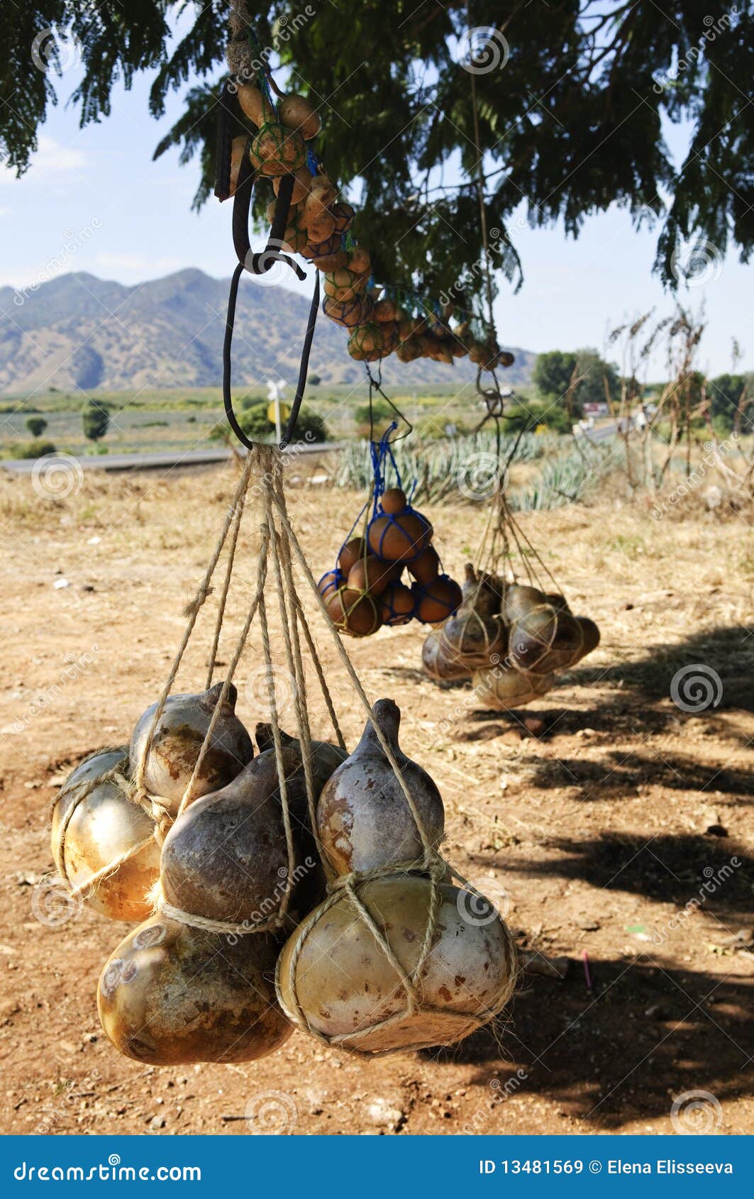 Bouteilles De Courge De Calebasse Au Mexique Image stock - Image du ...