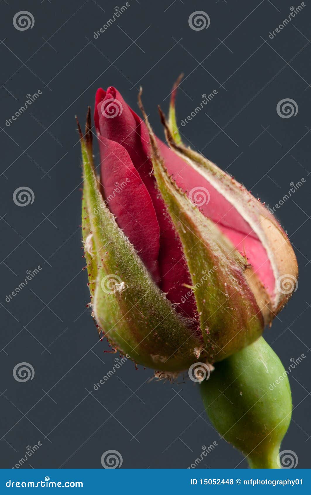 Bouton de rose rouge photo stock. Image du fermer, lame - 15052448