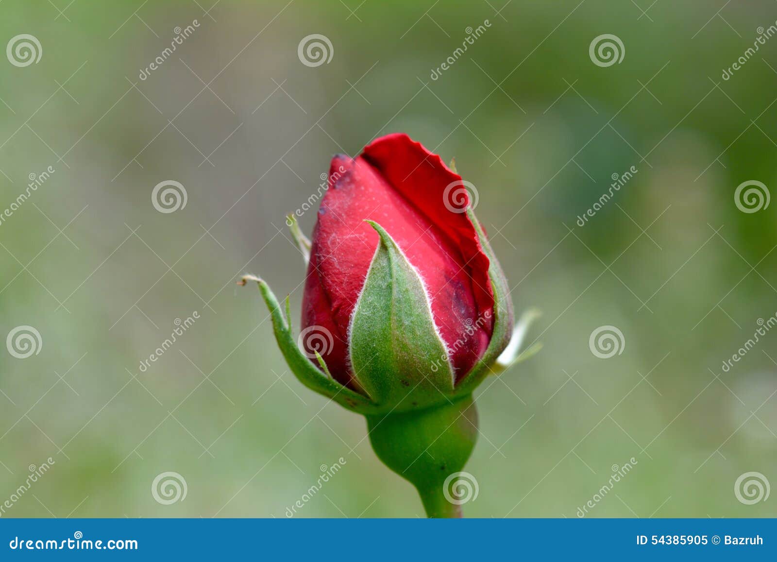 Bouton De Rose Rouge Dans Le Jardin Image stock - Image du flore ...