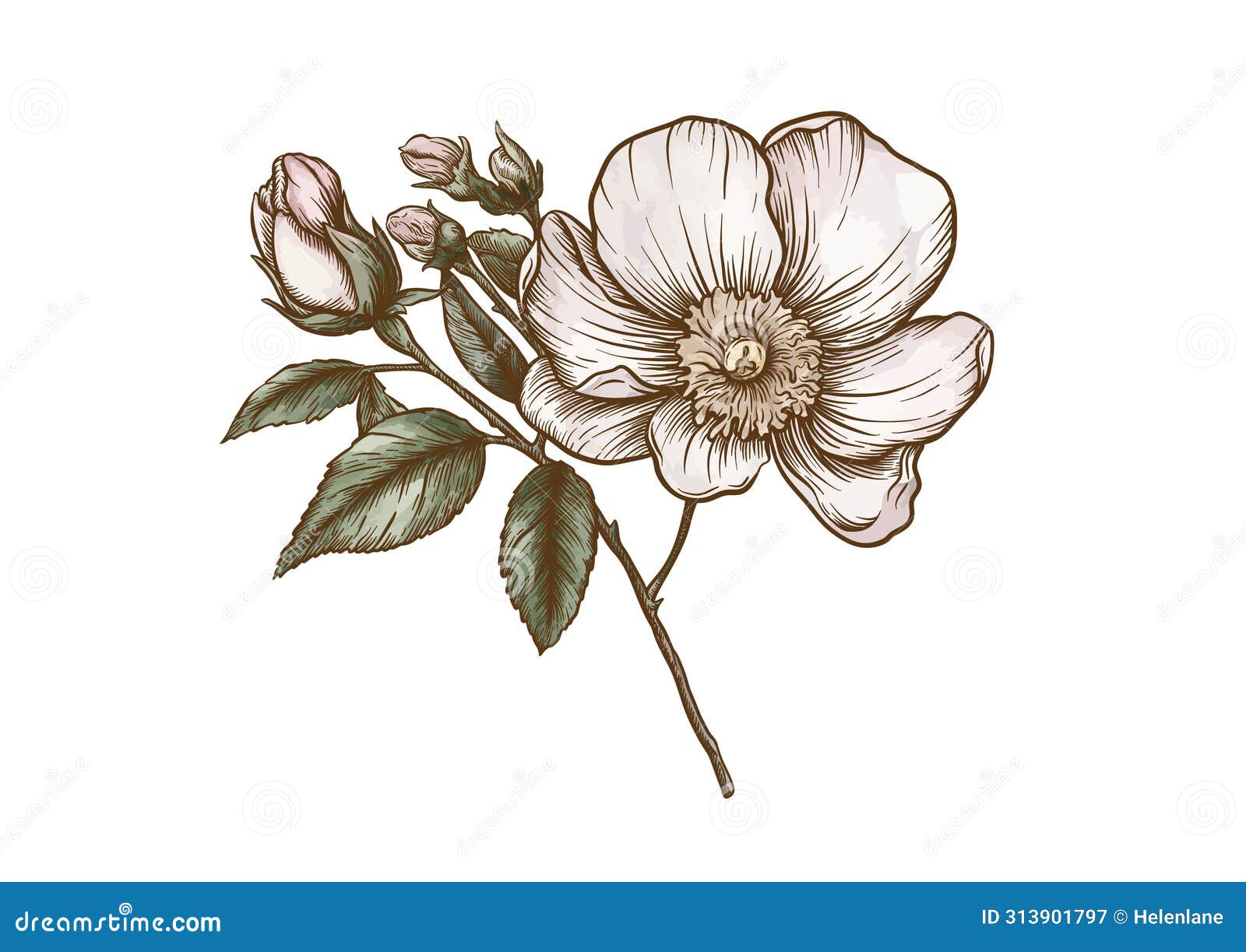 Boutonniere of Wild Rose Flowers and Berries Stock Image - Image of ... Boutonniere of Wild Rose Flowers and Berries Stock Image - Image of ...