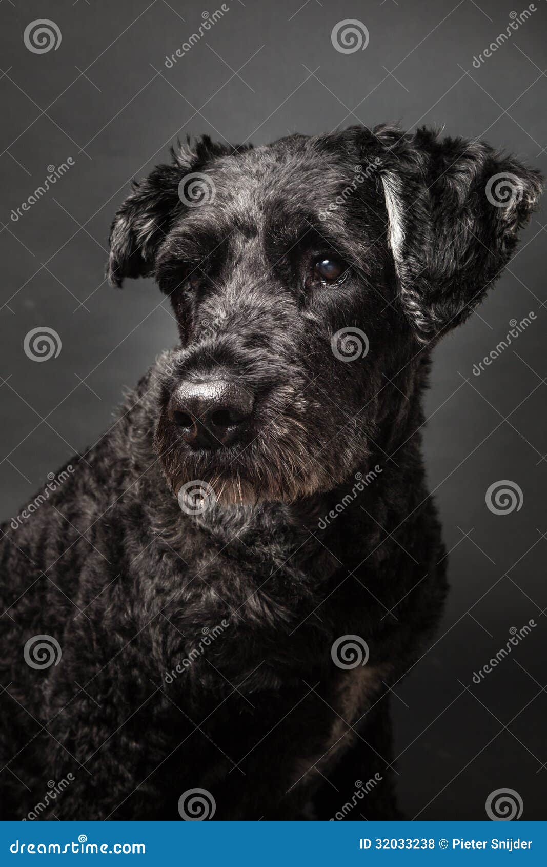 Bovaro delle fiandre fotografia stock. Immagine di razza - 32033238