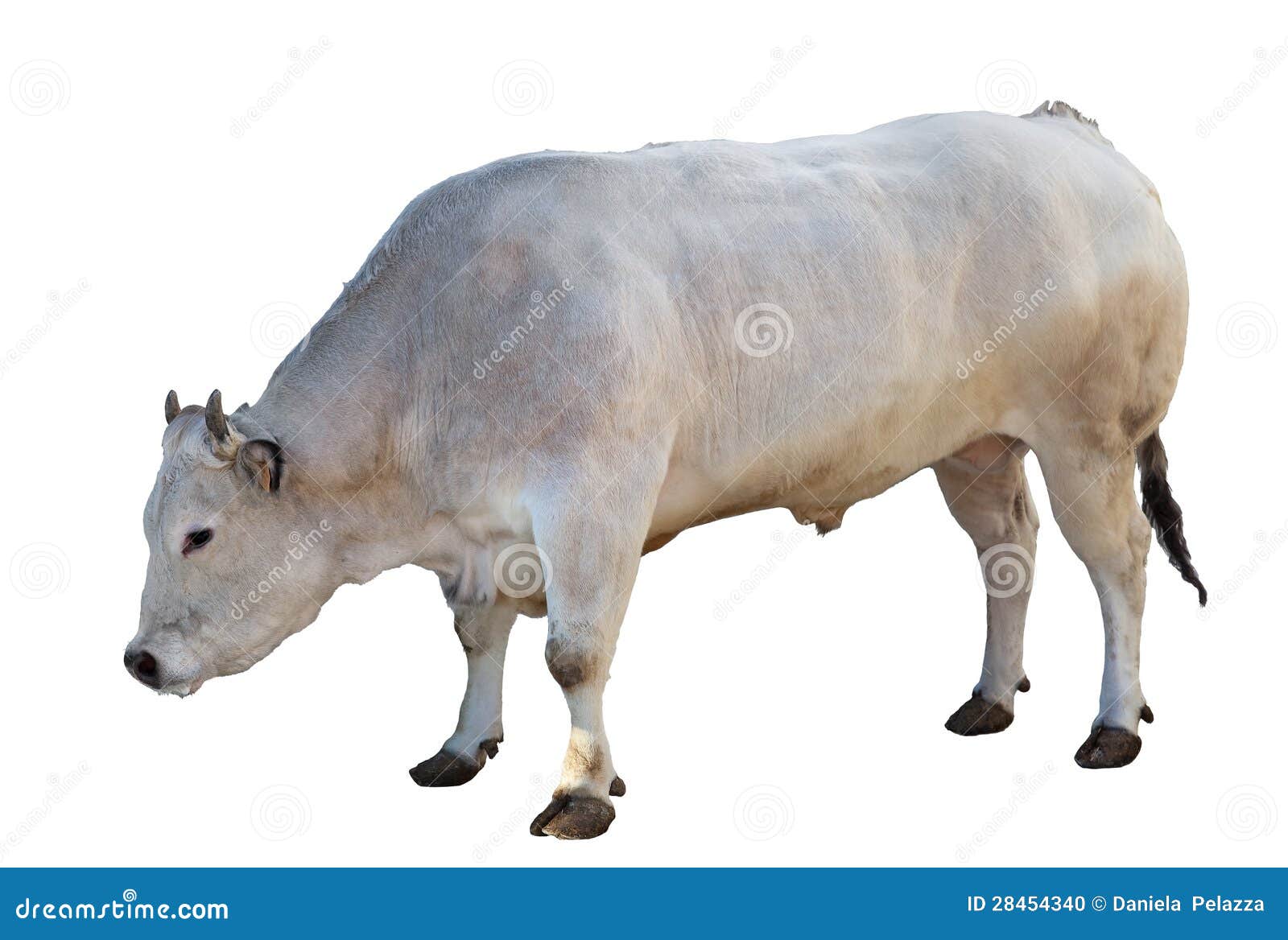 Bovine stock photo. Image of white, italy, butchers, creature - 28454340