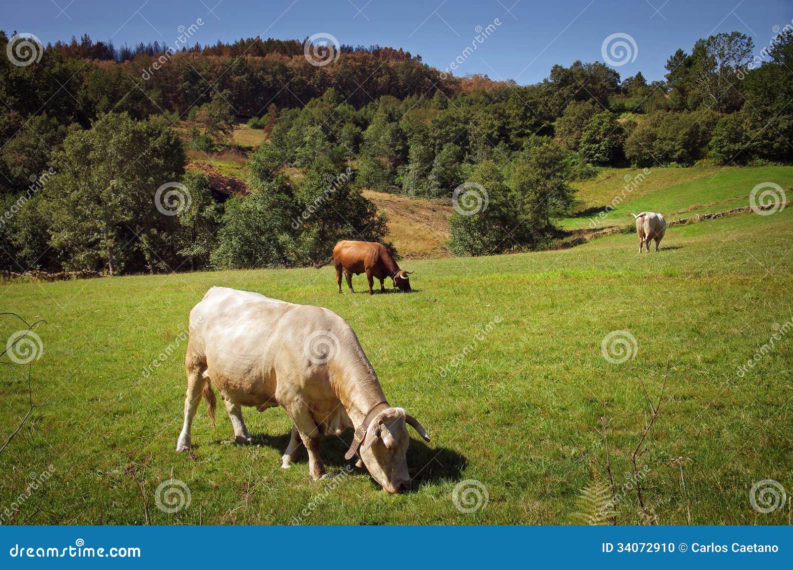 Bovine Cattle stock photo. Image of cattle, country, meadow - 34072910