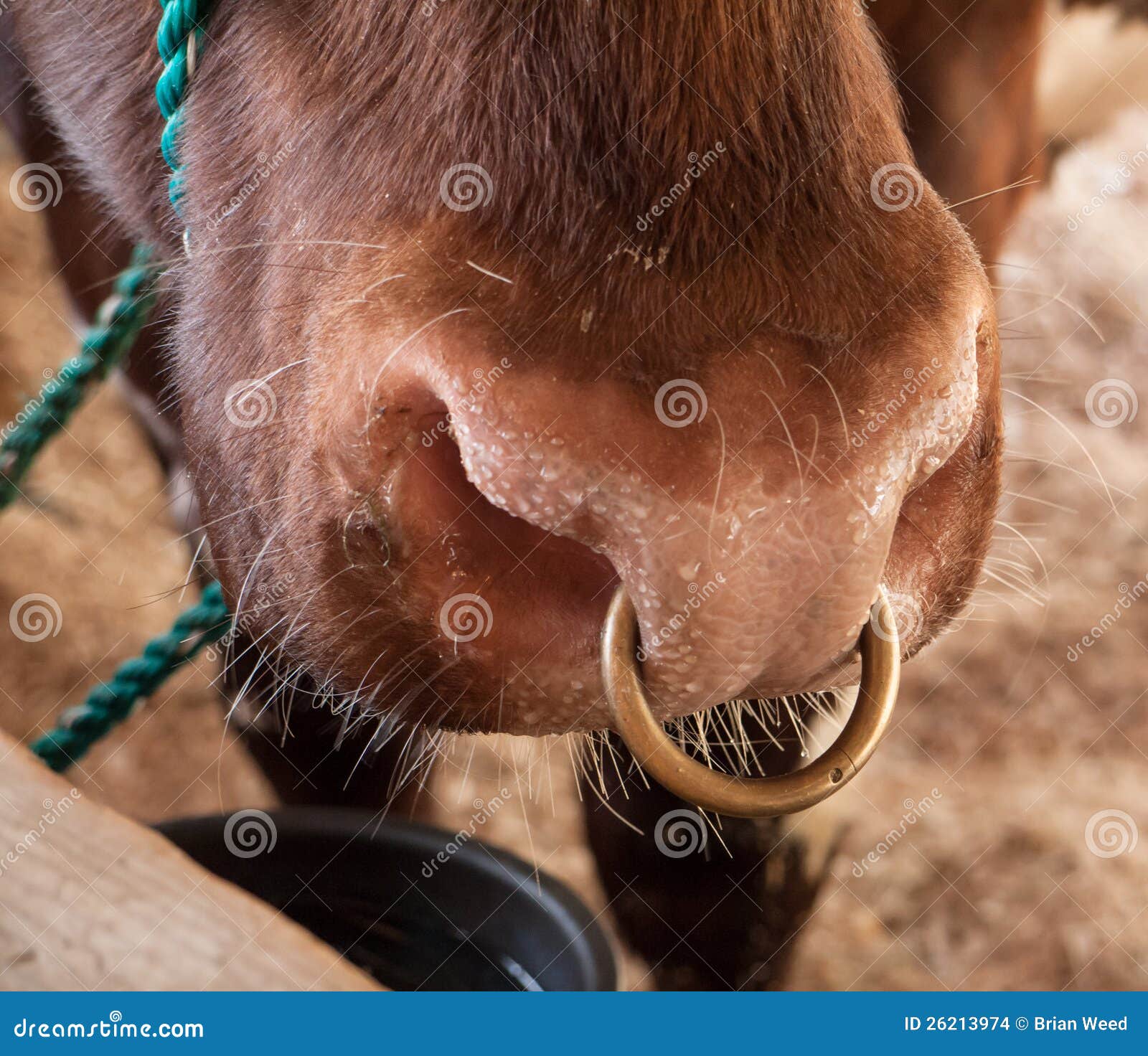 Bovine Nose Ring stock photo. Image of tool, nostril - 26213974