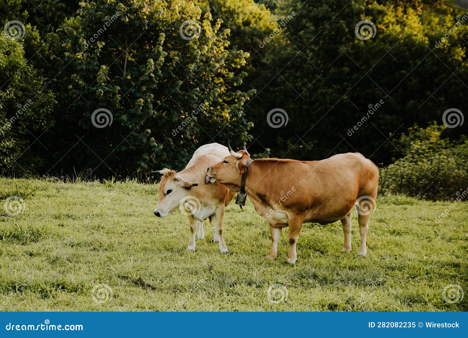 Bovines Grazing in a Grassy Field Under the Sunlight Stock Image ...