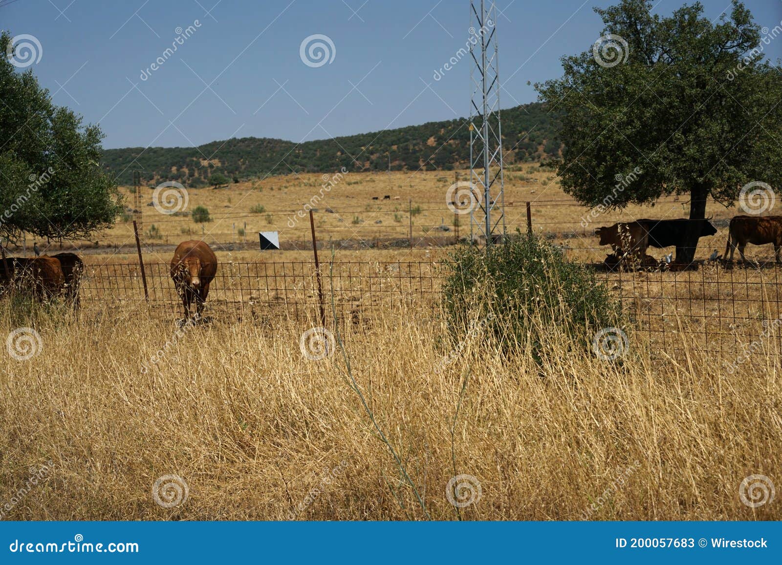 Bovino De Vaca Pastoreando En Tierras Secas Imagen de archivo - Imagen ...