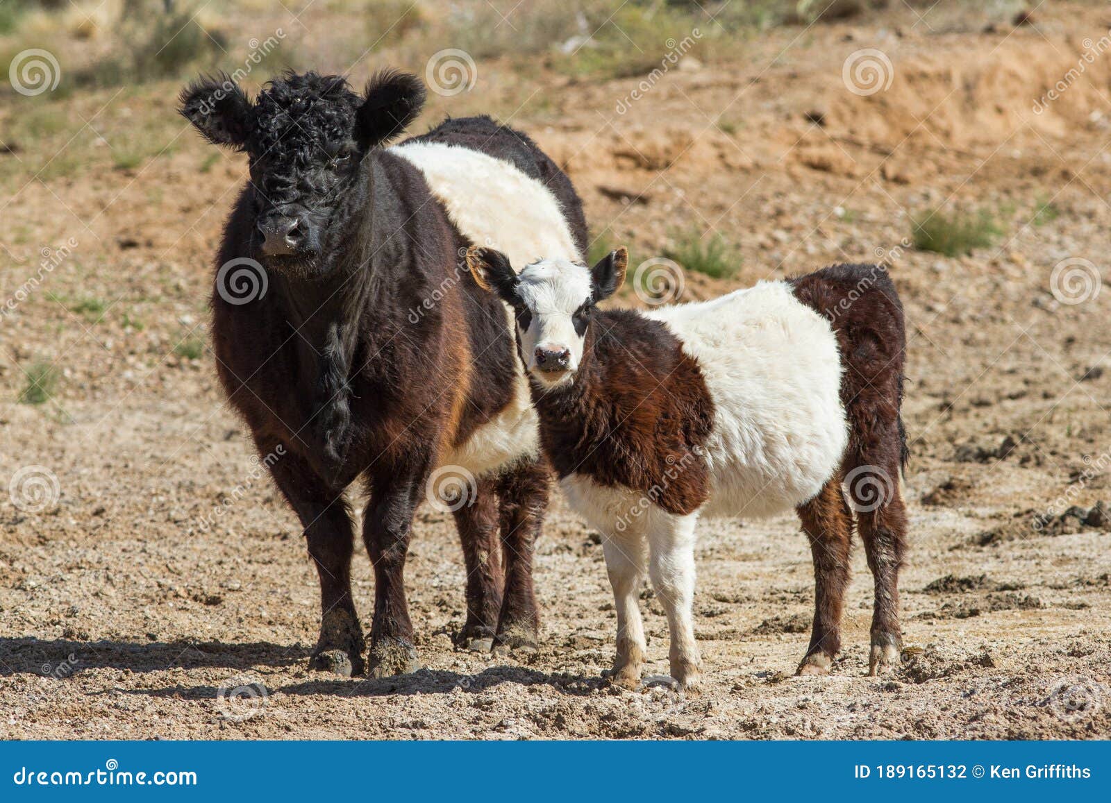 Bovinos-vermelhos foto de stock. Imagem de pasto, vitela - 189165132
