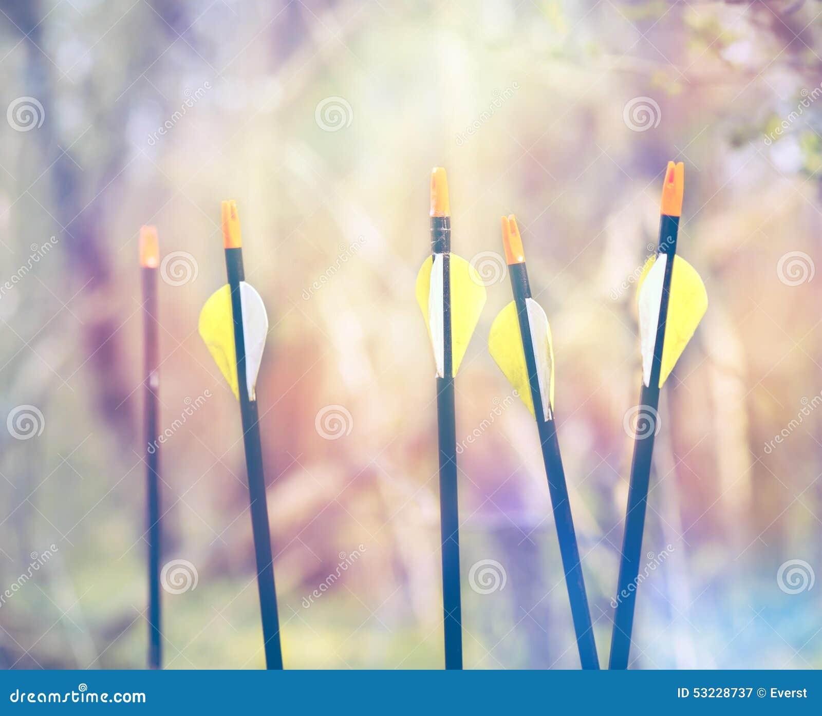 Bow Arrows Sport Archery Concept Summer Nature Stock Image - Image of ...