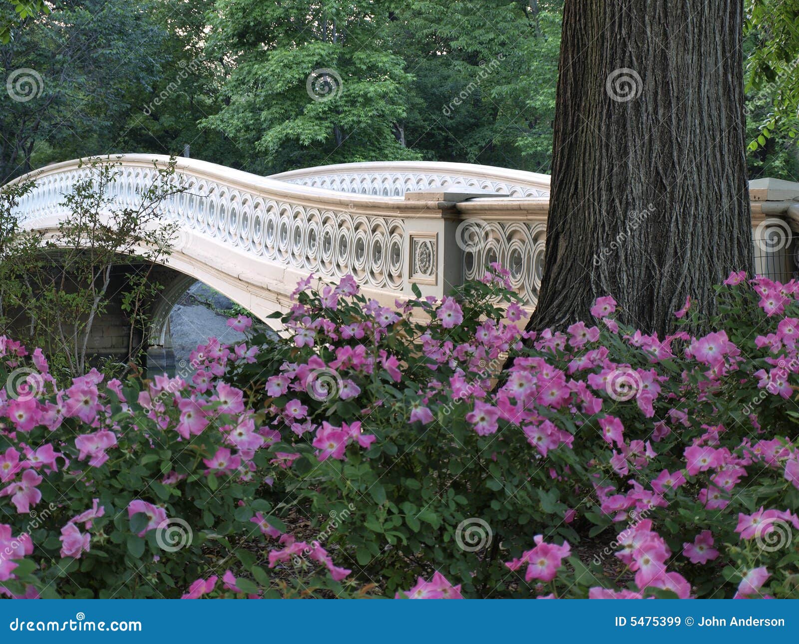 Bow bridge stock image. Image of paths, healthy, nature - 5475399