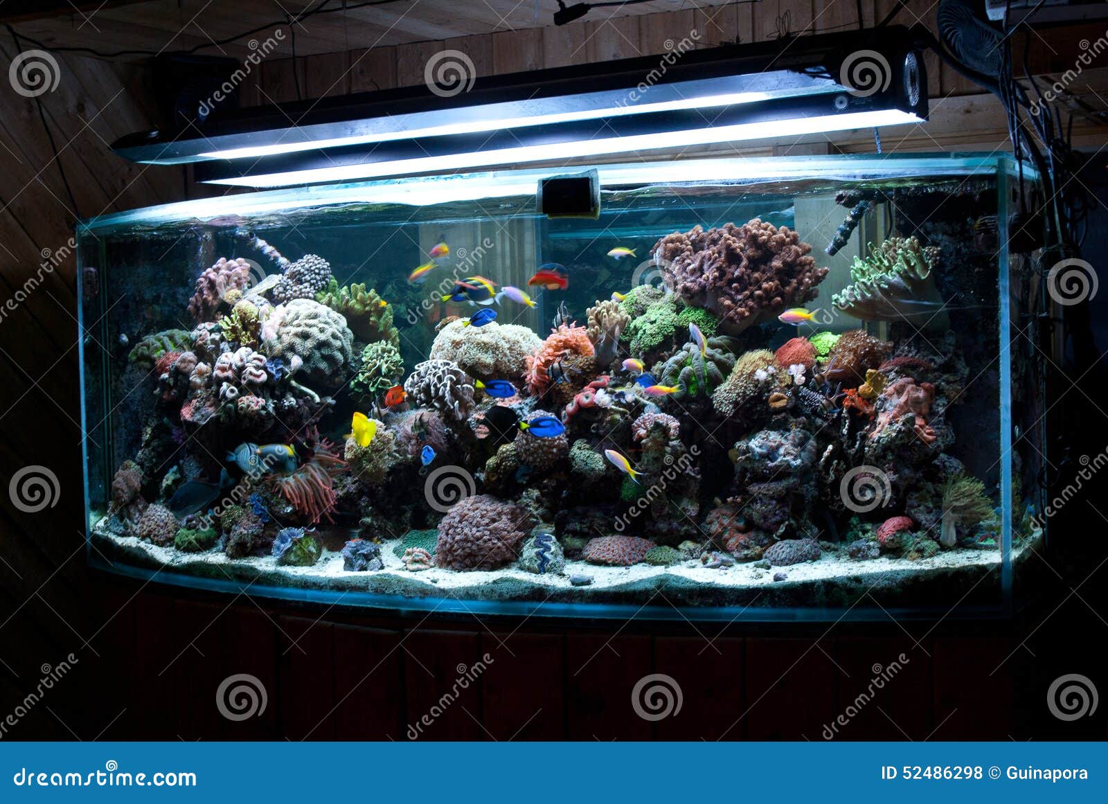Bow front custom aquarium stock photo. Image of front - 52486298