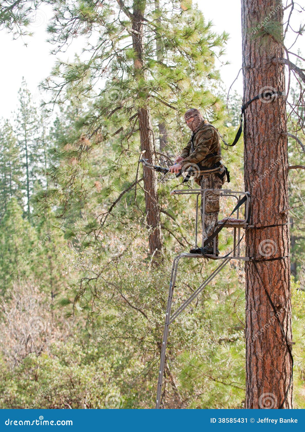 Bow hunter up a tree stock image. Image of camouflage - 38585431