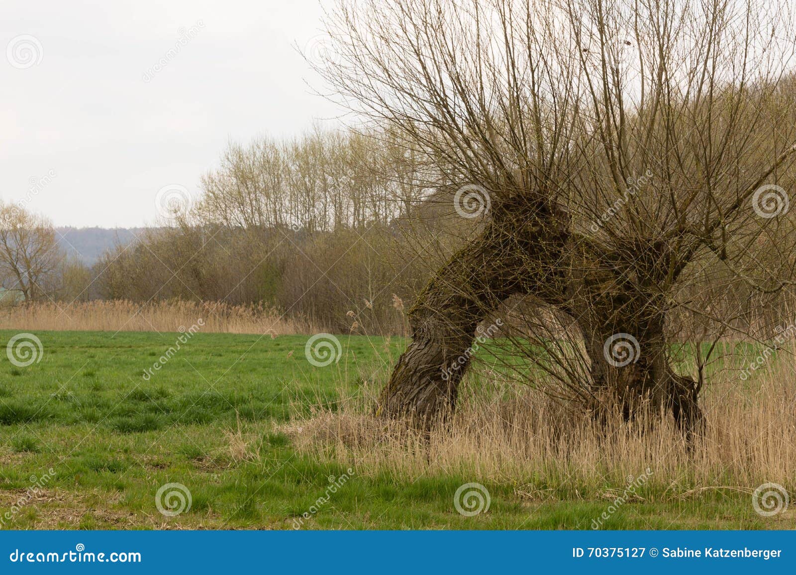 Bow Shaped Willow Stock Photos - Free & Royalty-Free Stock Photos from ...
