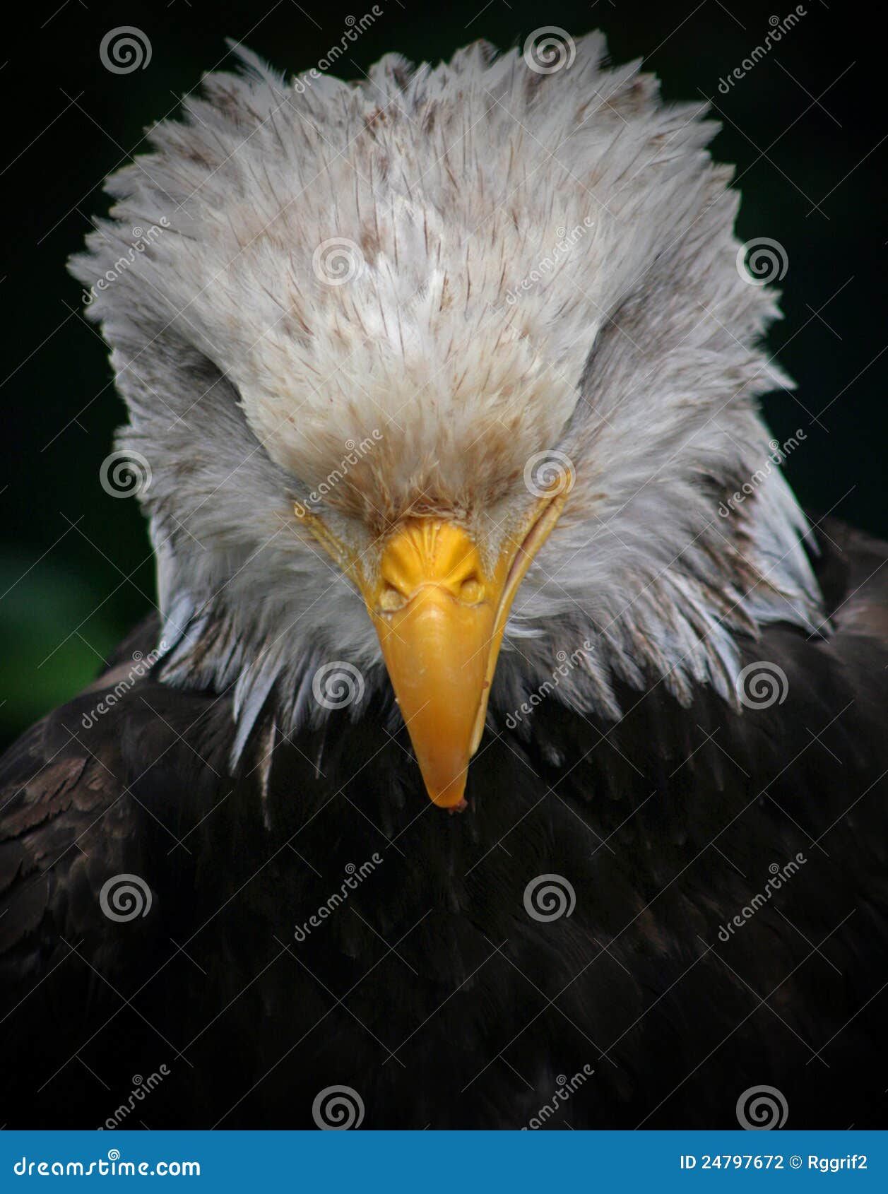 Bowed Eagle stock photo. Image of eagle, animal, feathers - 24797672