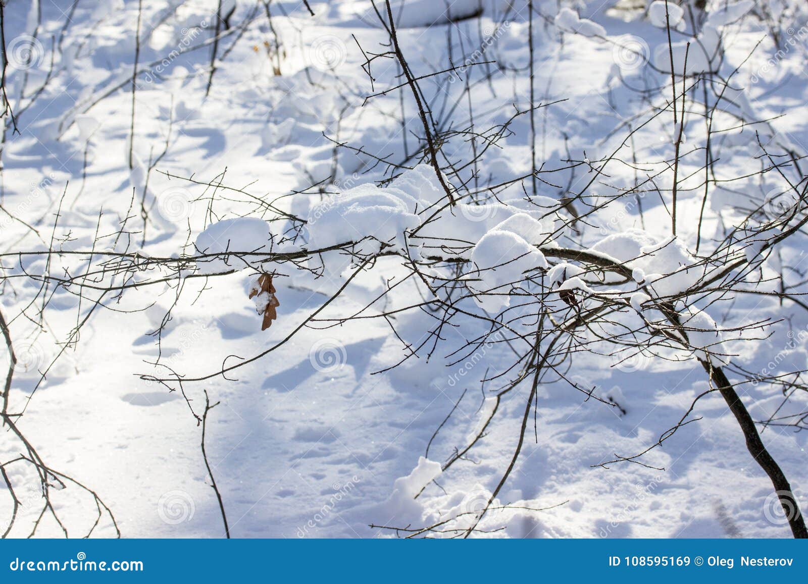 Bowed Thin Tree Covered with Bright Fluffy Snow Stock Image - Image of ...