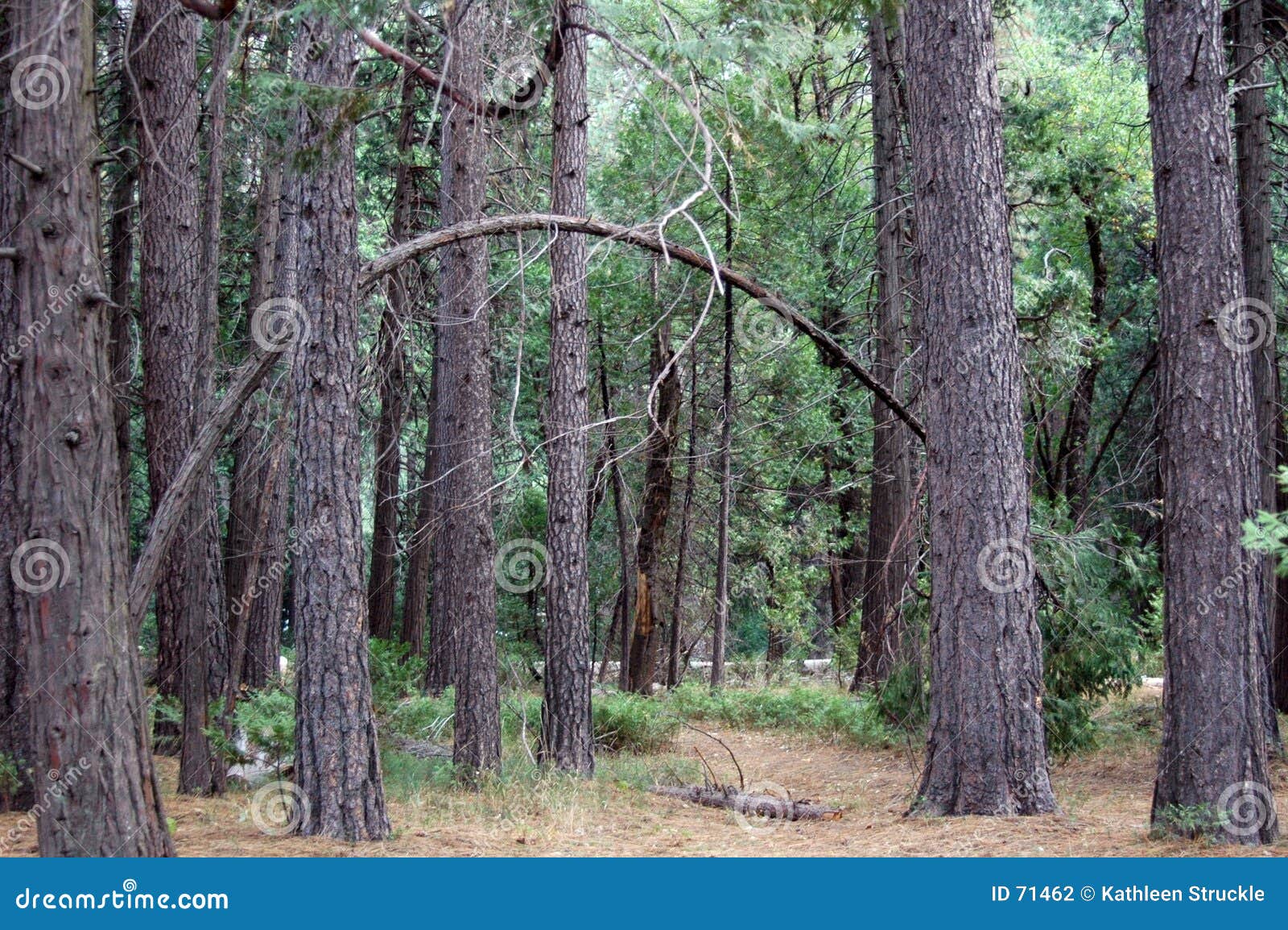 Bowed Tree stock photo. Image of trunks, camp, peaceful - 71462