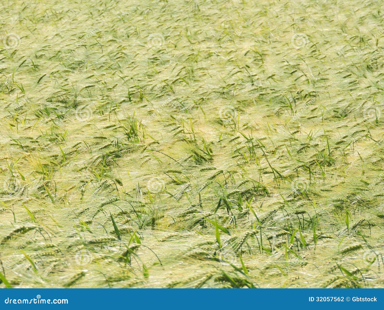 Bowed Wheat Field Texture. Stock Photo | CartoonDealer.com #32057562