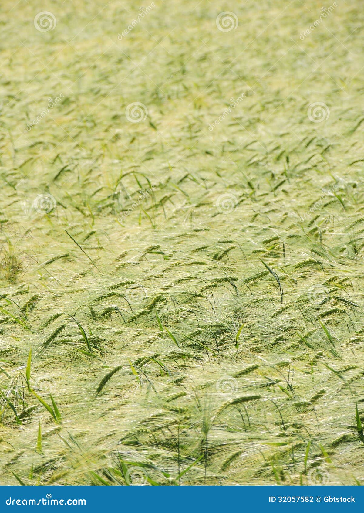 Bowed wheat field texture. stock photo. Image of environment - 32057582