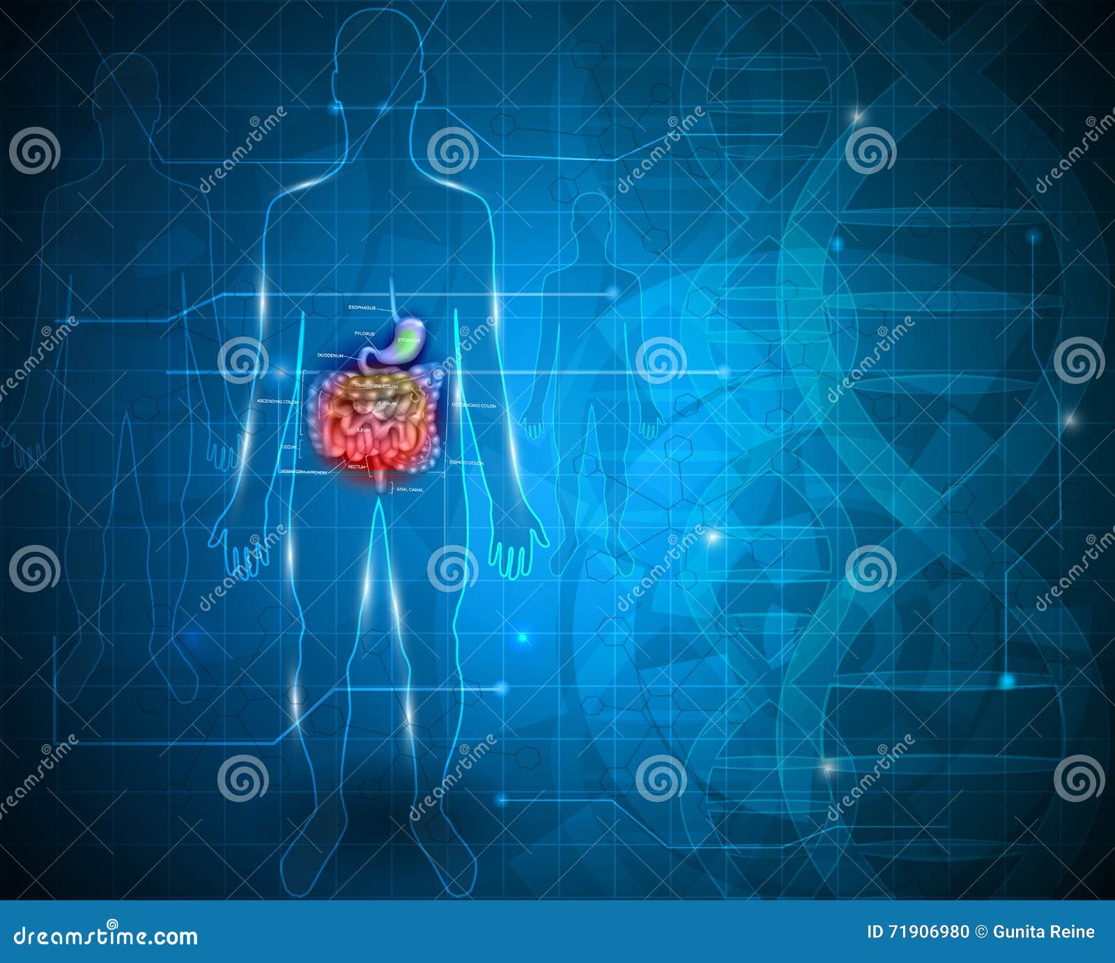 Bowels Or Intestines With Checkmark Icon Vector Illustration