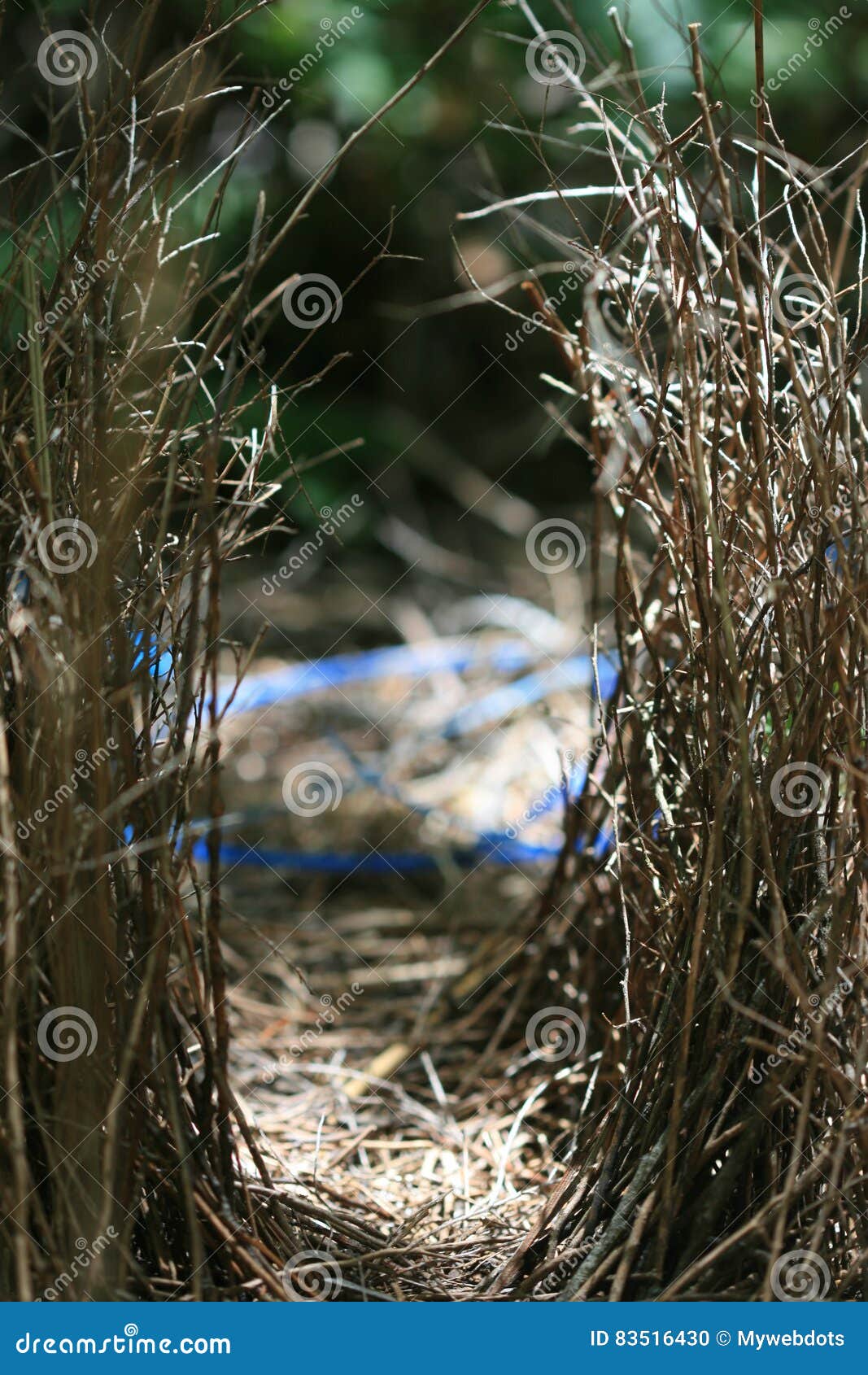 Bower stock photo. Image of birds, blue, nest, australia - 83516430