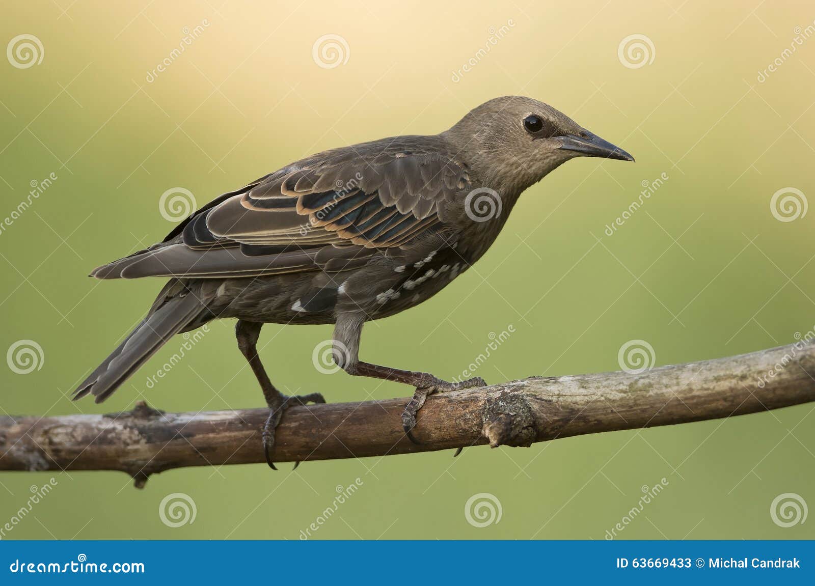 Bower-bird stock image. Image of avian, portrait, watching - 63669433
