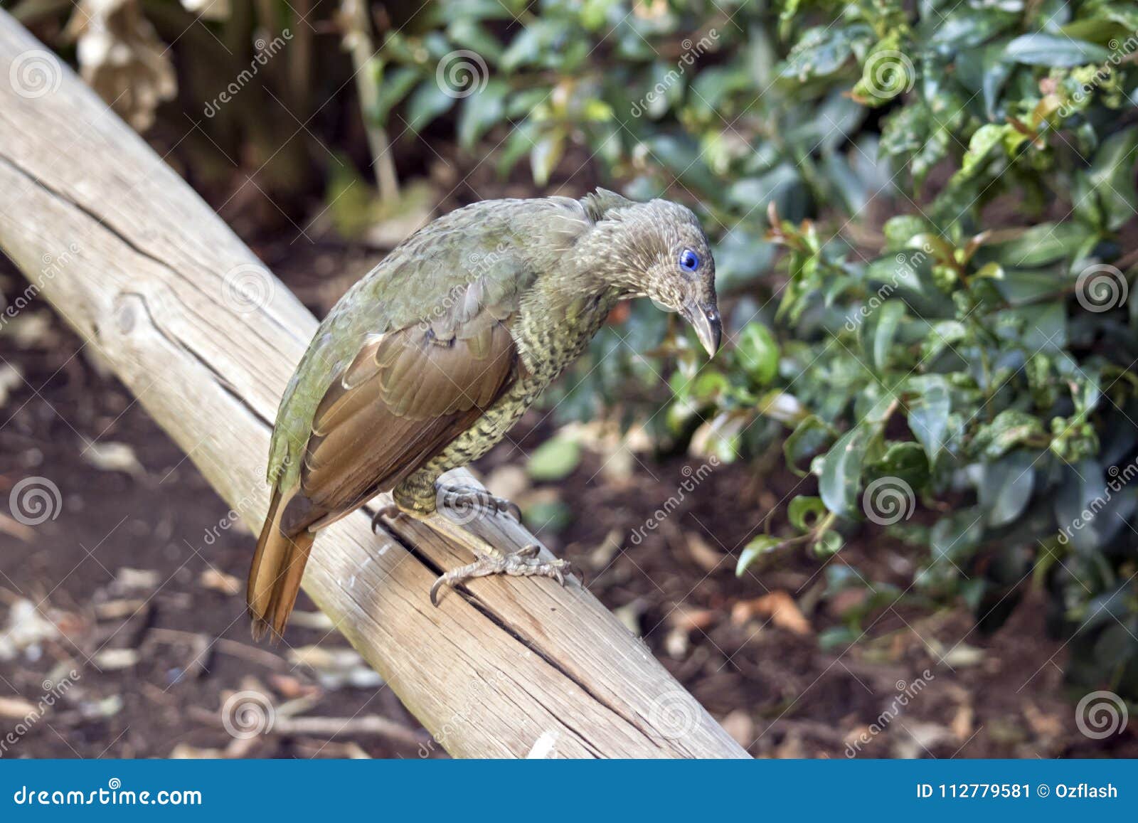 A bower bird stock image. Image of green, white, feathers - 112779581