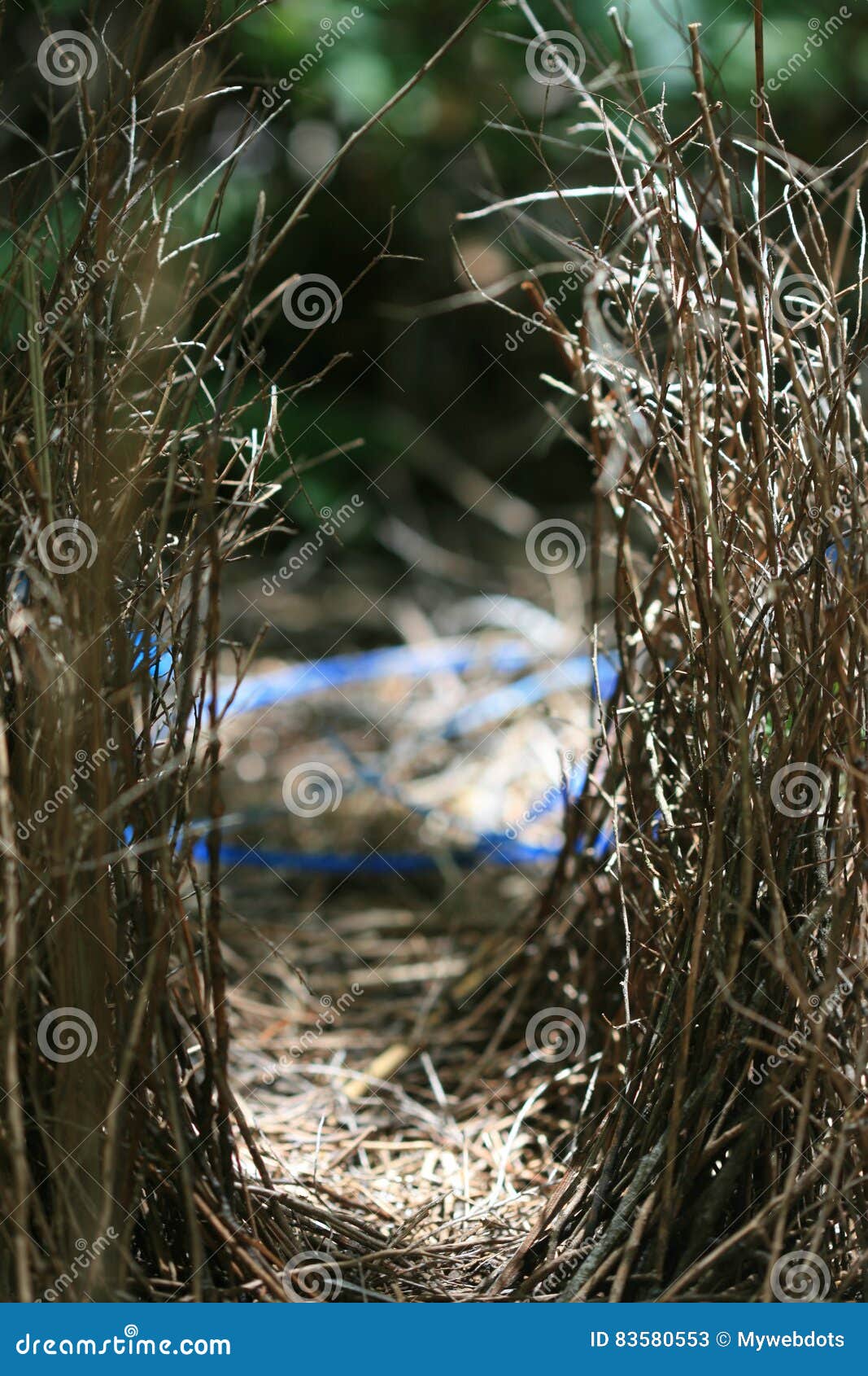 Bower from the bowerbird stock image. Image of courting - 83580553