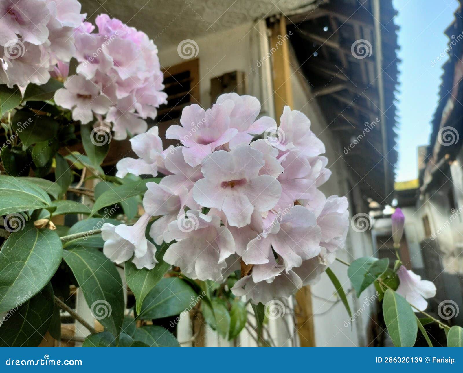 Bower Plant or Pandorea Jasminoides from the Side Stock Image - Image ...