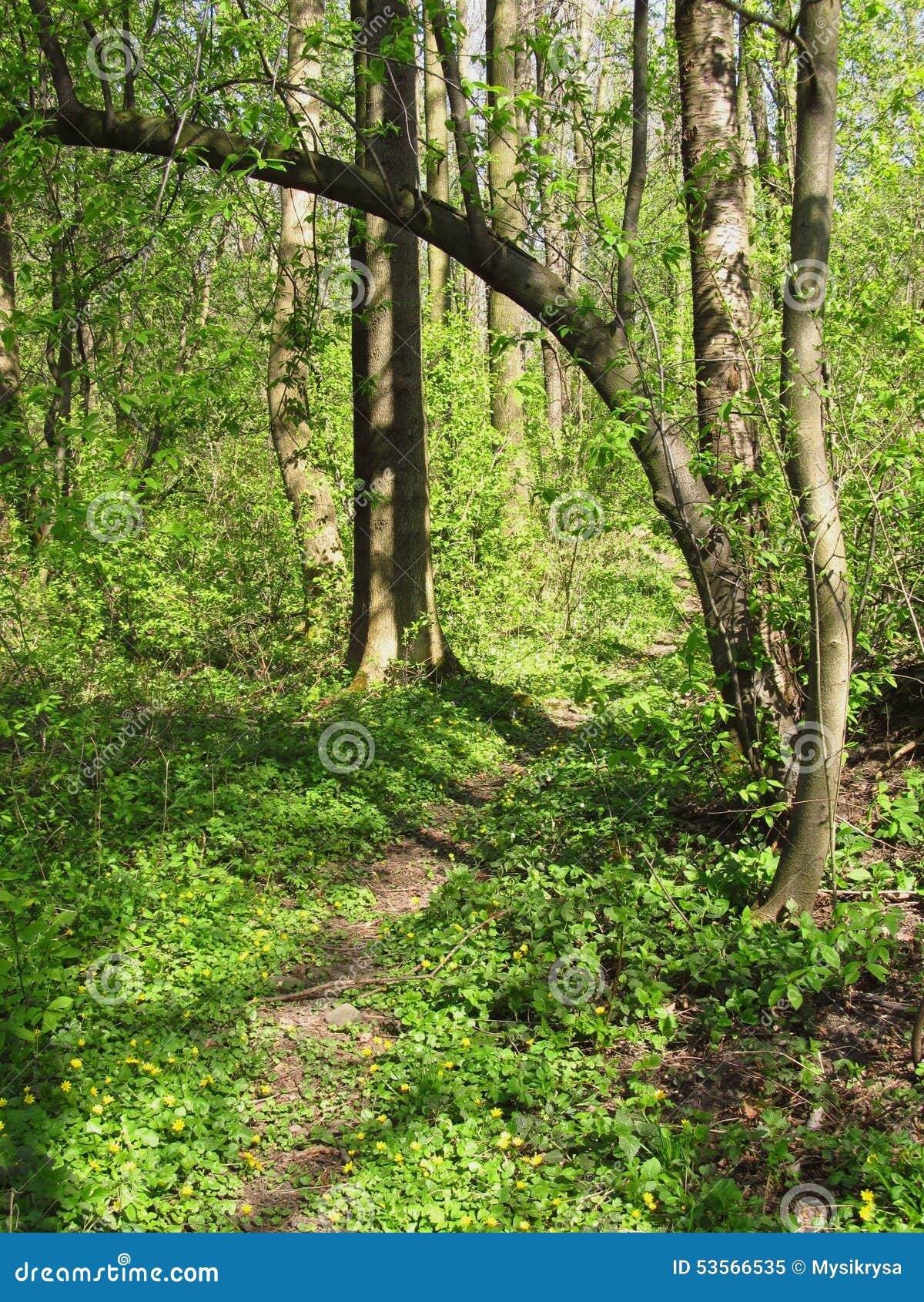 Bower tree in green wood stock image. Image of plants - 53566535