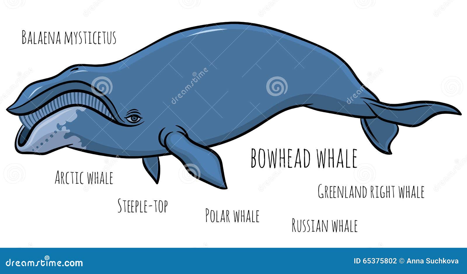 Bowhead or greenland whale stock vector. Illustration of humpback ...