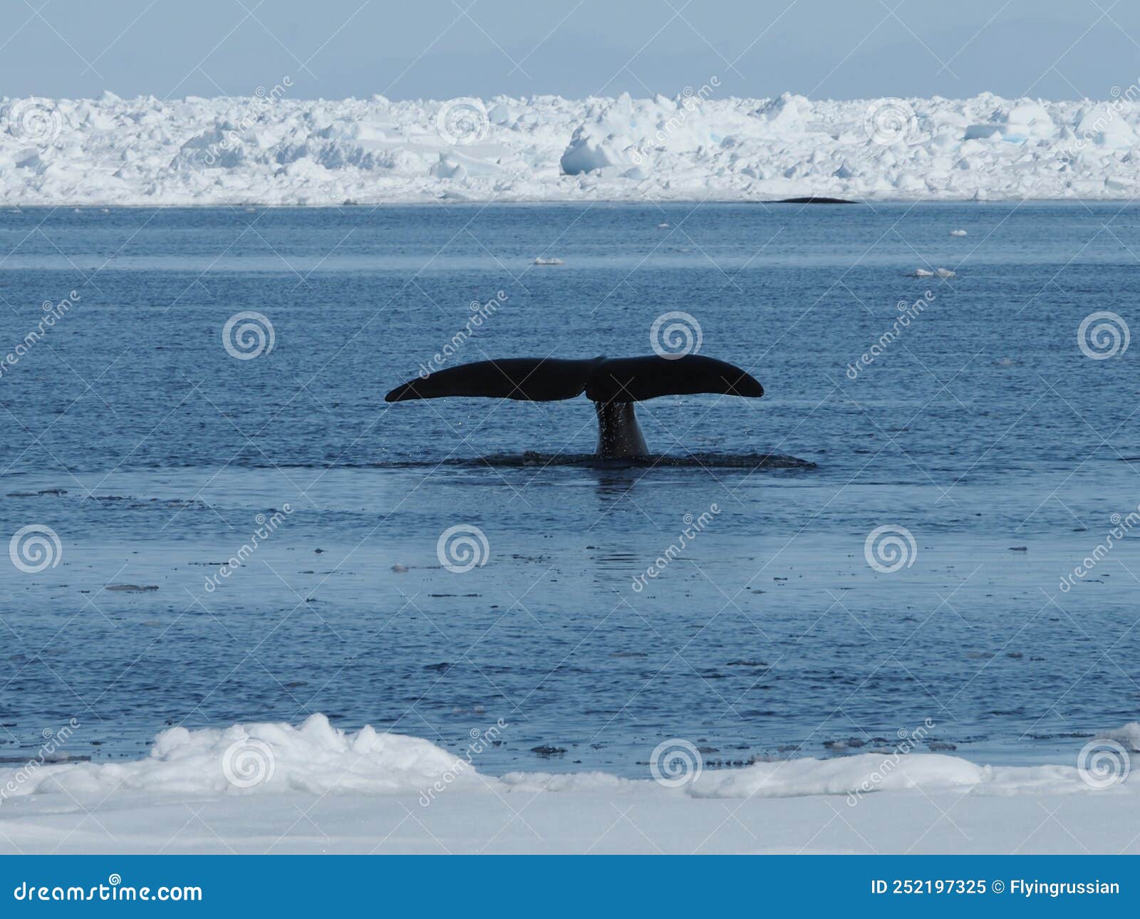 Bowhead Whales, Balaena Mysticetus, Swimming in the Arctic of Canada ...