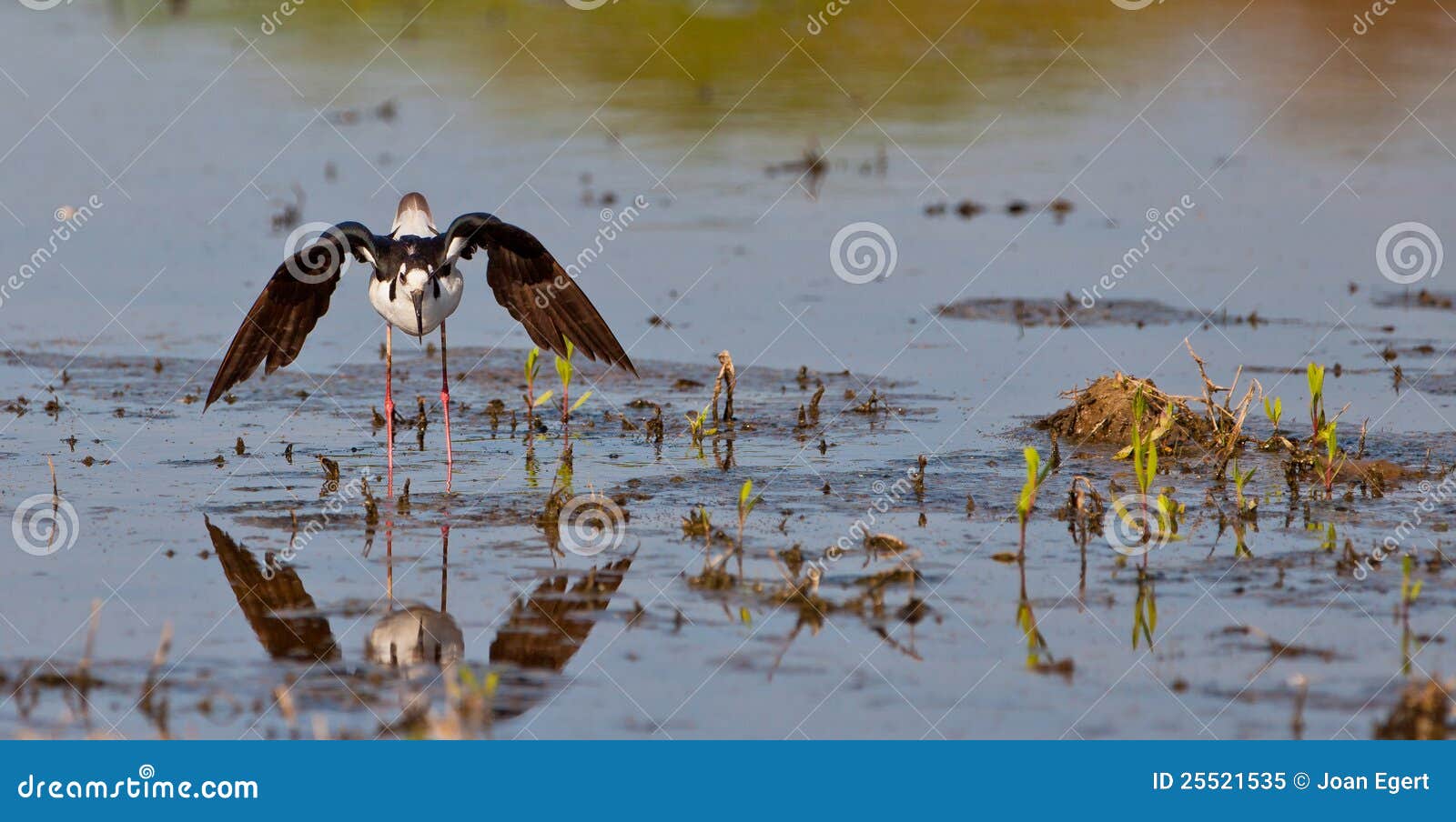 Bowing Black-winged Stilt stock image. Image of bird - 25521535