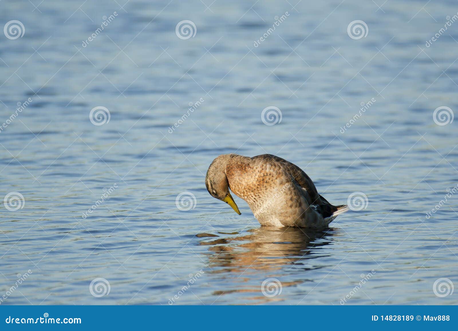 Bowing duck stock image. Image of duck, avian, feather - 14828189