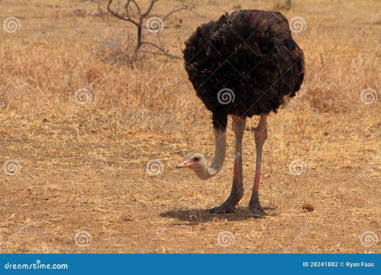 Bowing Ostrich (Struthio Camelus) Stock Photo - Image of savannah, tall ...