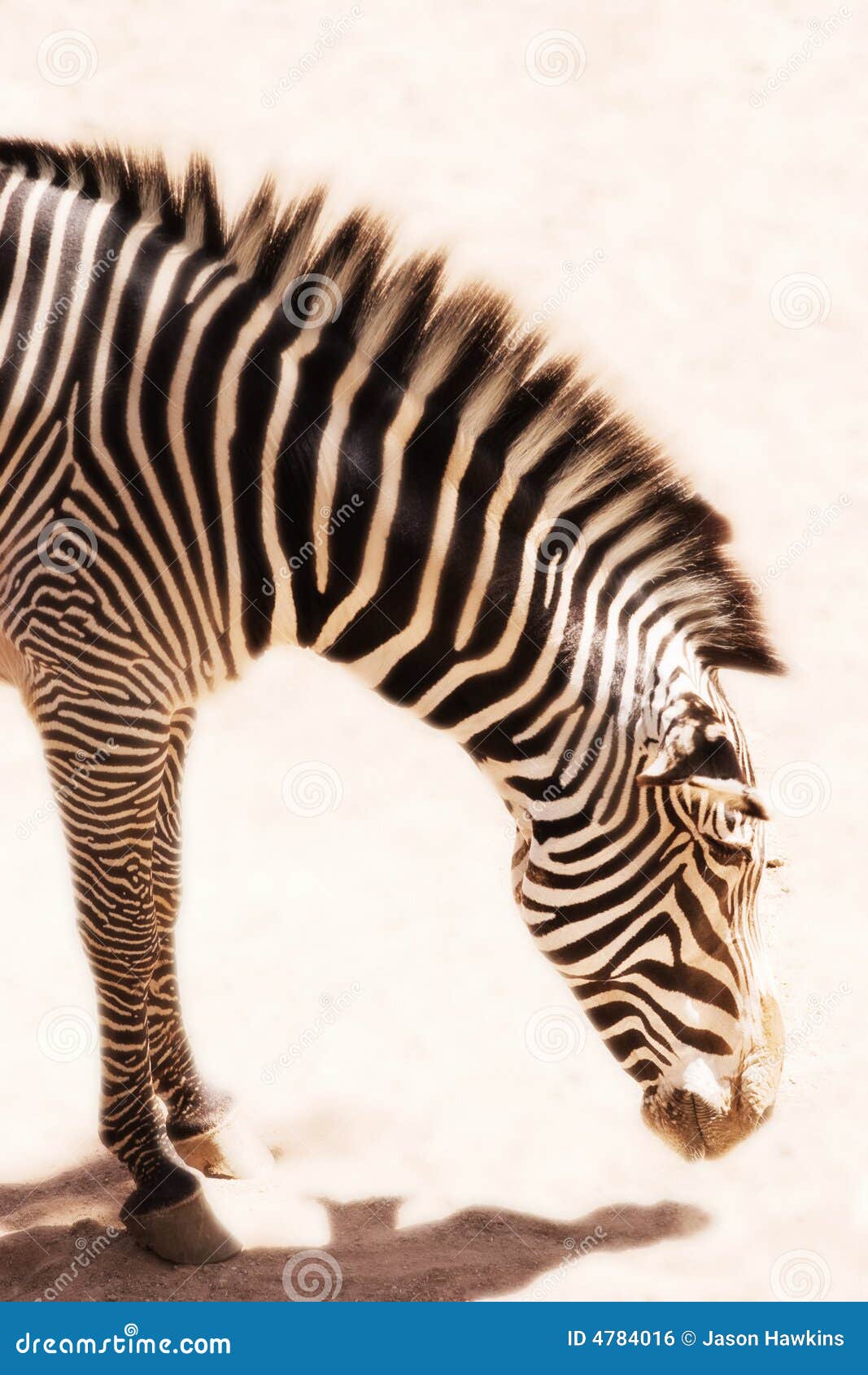 Bowing Zebra stock photo. Image of wild, hair, ground - 4784016