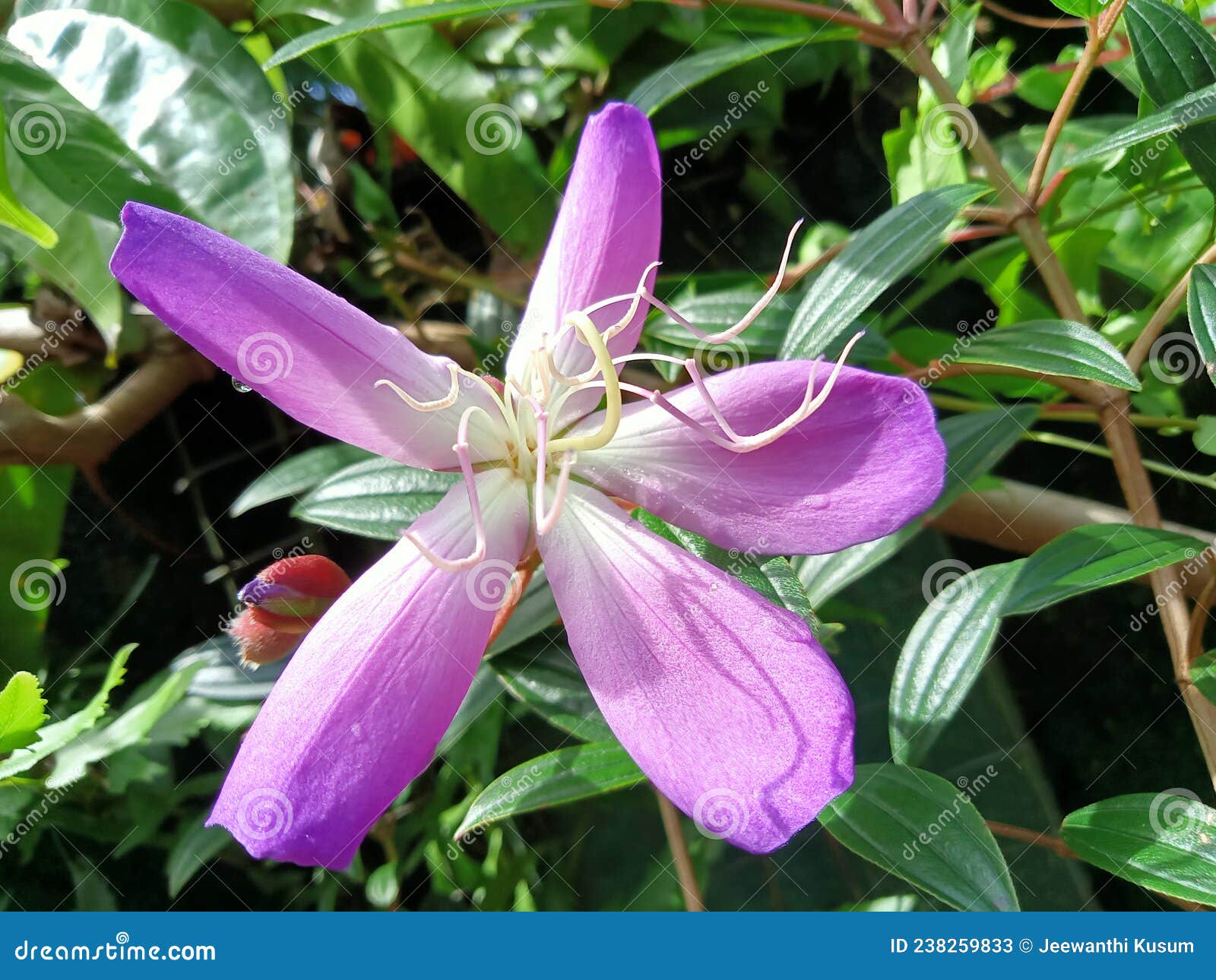 Bowitiya flower stock image. Image of lily, shrub, leaf - 238259833
