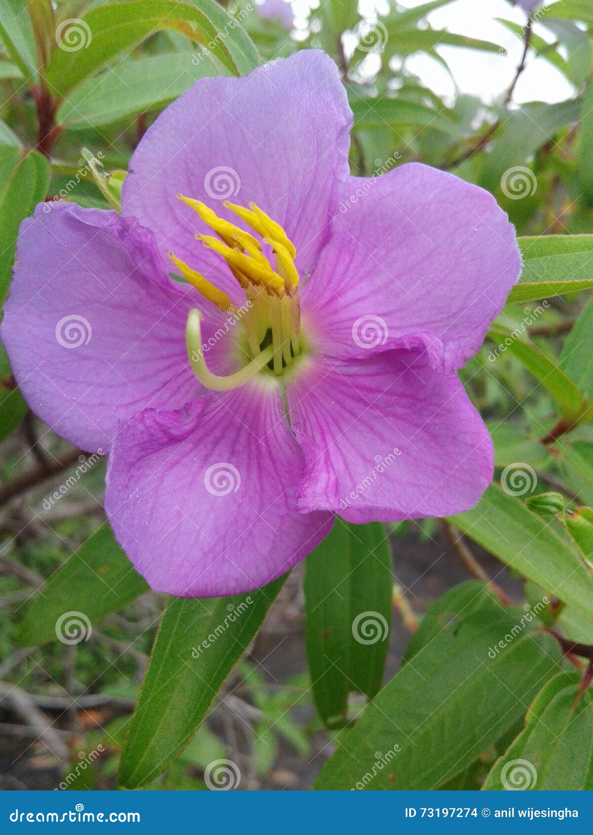 Hiin Stock Photos - Free & Royalty-Free Stock Photos from Dreamstime